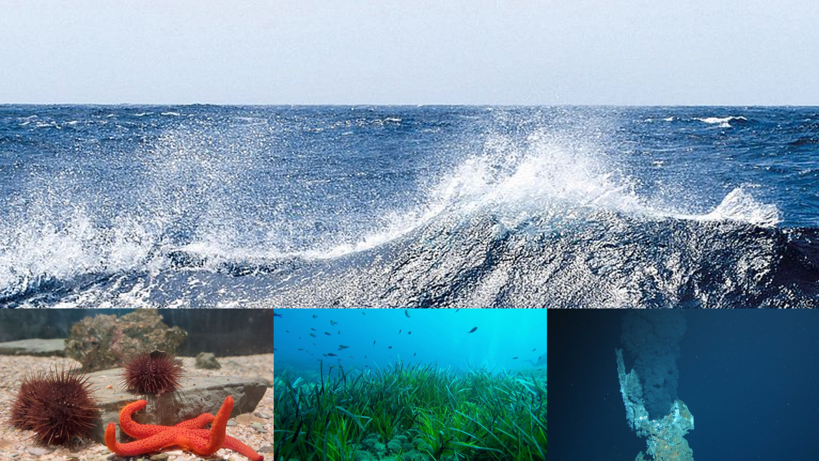 Summer School "Diving Into Change: Exploring Interdisciplinary Marine ...